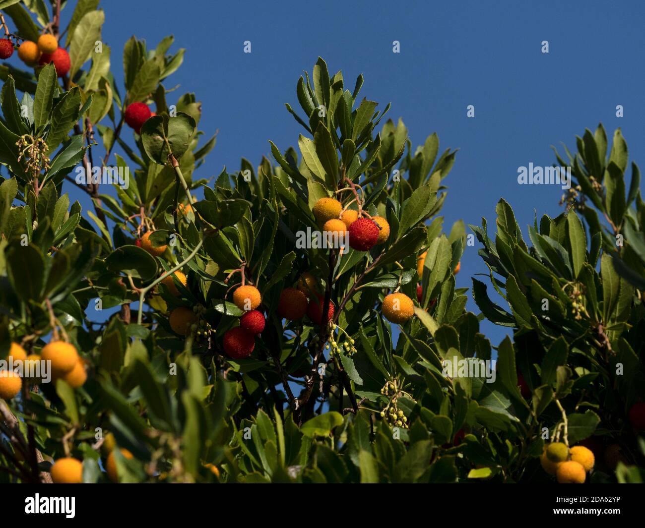 Strawberry fruit tree in Liguria, Italy in autumn Stock Photo - Alamy