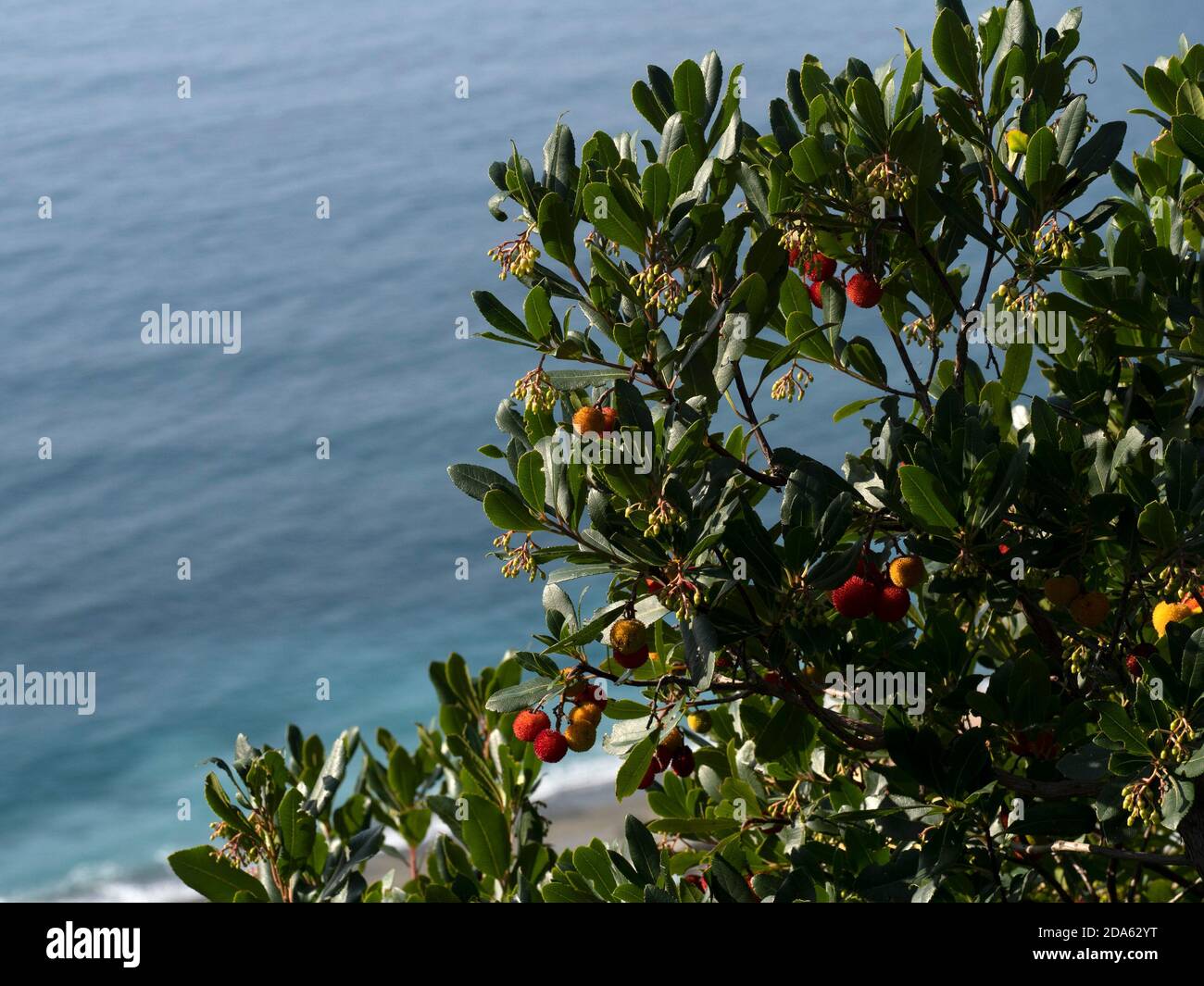 Strawberry fruit tree in Liguria, Italy in autumn Stock Photo - Alamy