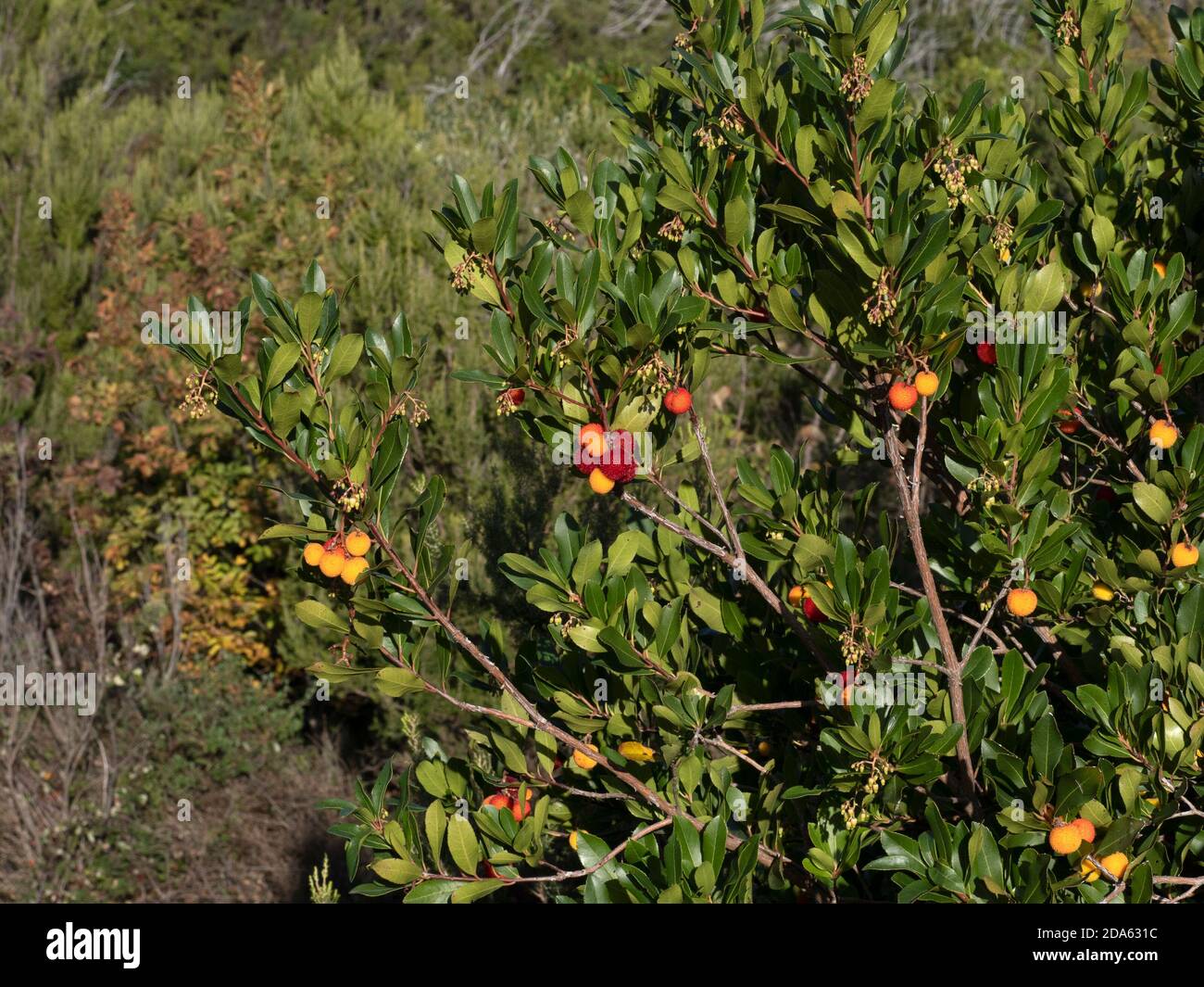 Strawberry fruit tree in Liguria, Italy in autumn Stock Photo - Alamy