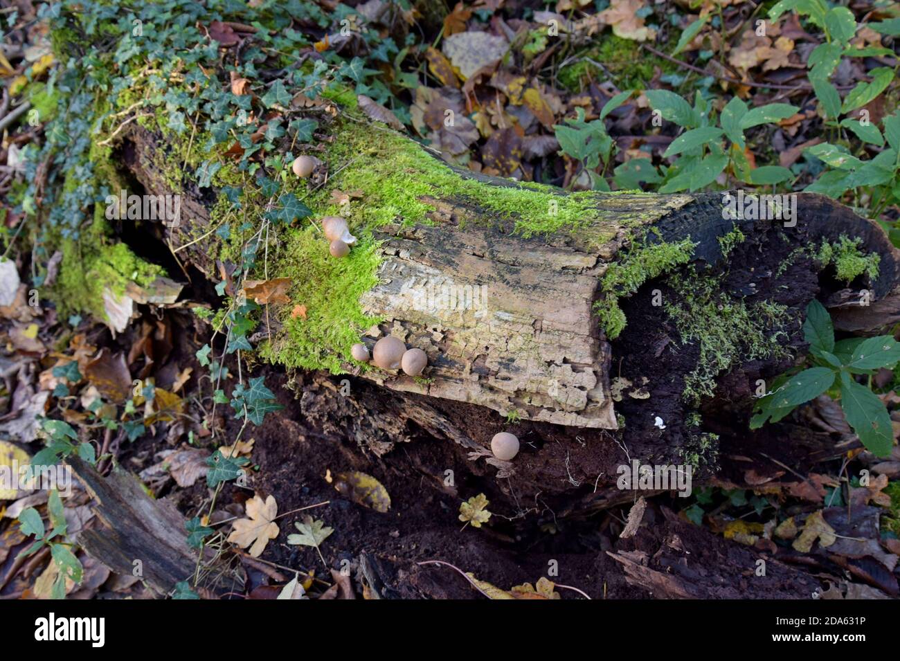 First Nature Stump Puffball fungi (Lycoperdon pyriforme) growing on a ...