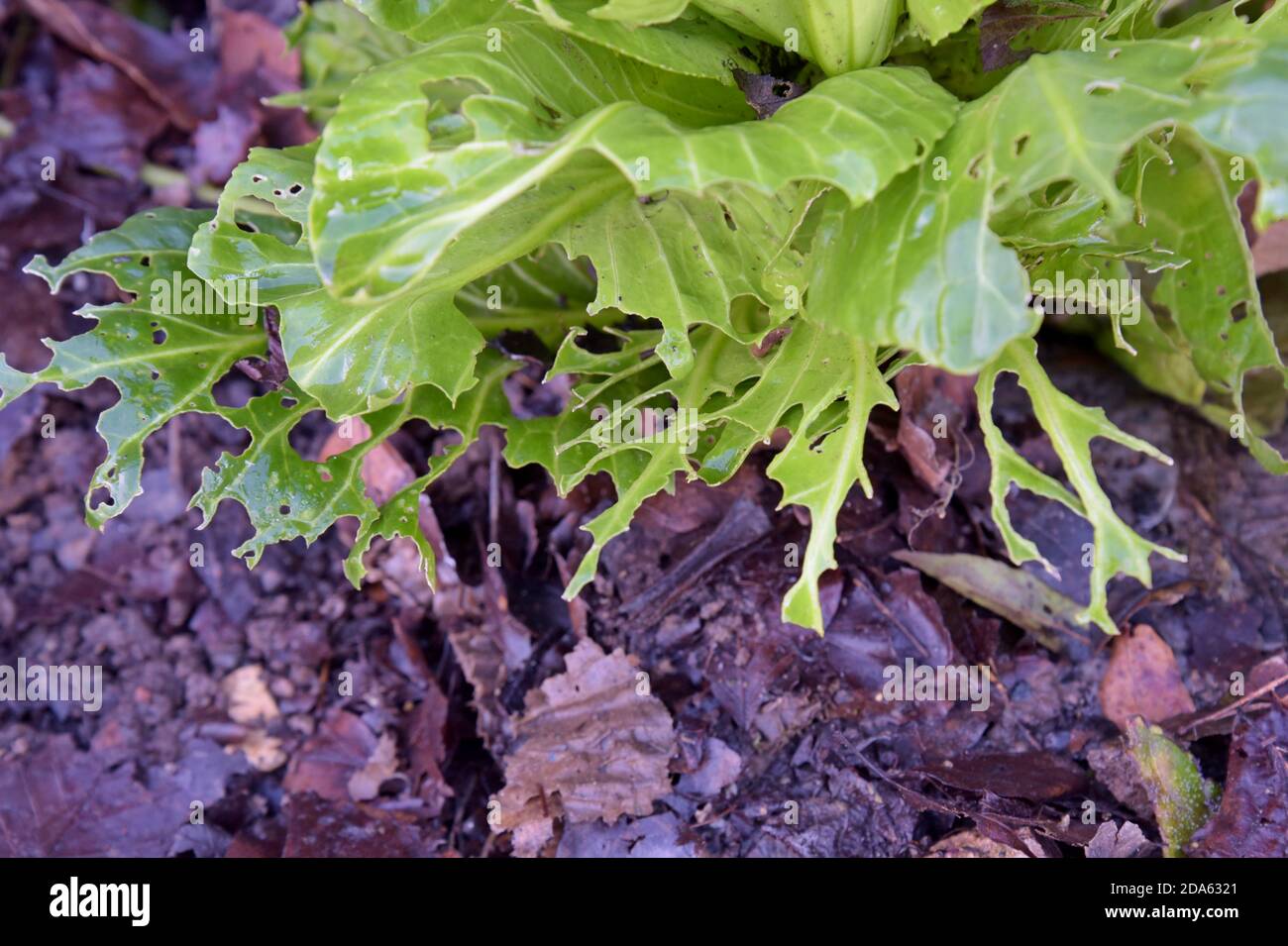 Extensive slug damage to cabbage plants in a Shropshire garden Stock ...