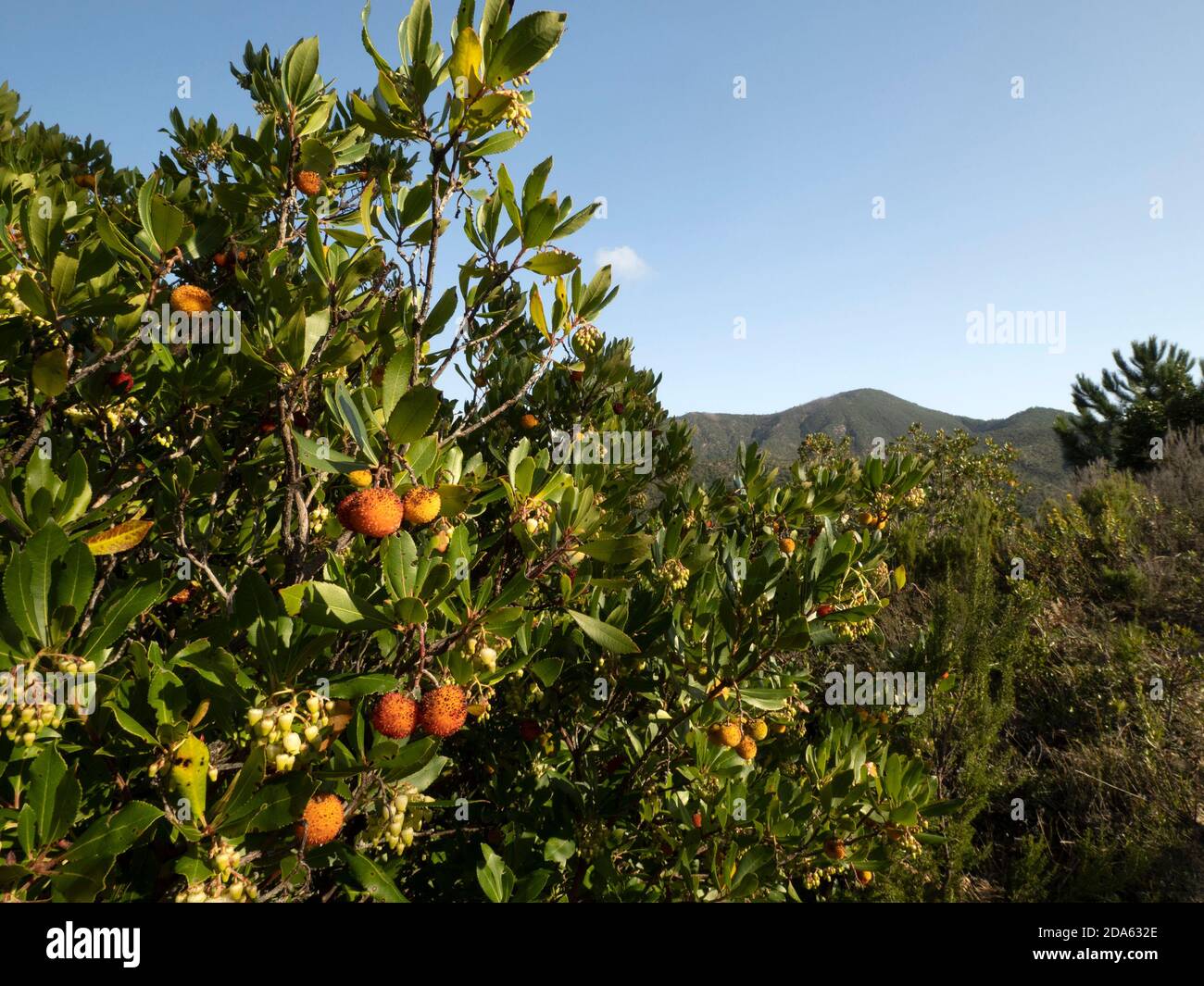Strawberry fruit tree in Liguria, Italy in autumn Stock Photo - Alamy