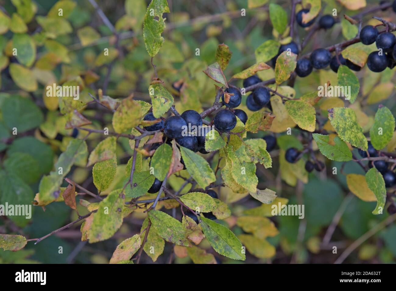 Ripe Sloes (Prunus spinosa) in a Shropshire woodland Stock Photo - Alamy