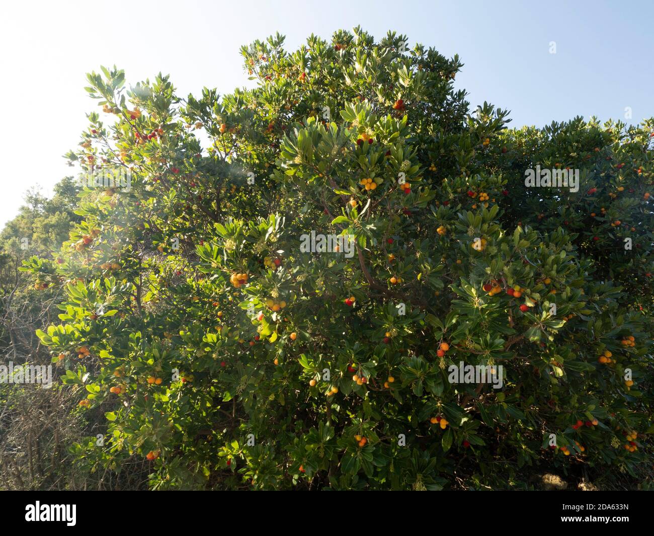 Strawberry fruit tree in Liguria, Italy in autumn Stock Photo - Alamy