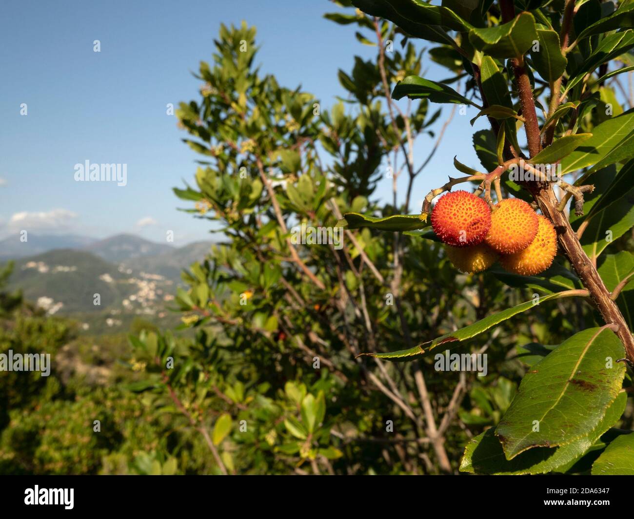 Strawberry fruit tree in Liguria, Italy in autumn Stock Photo - Alamy