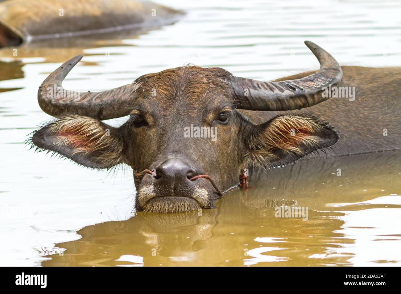 Water buffalo wallow in mud hi-res stock photography and images - Alamy