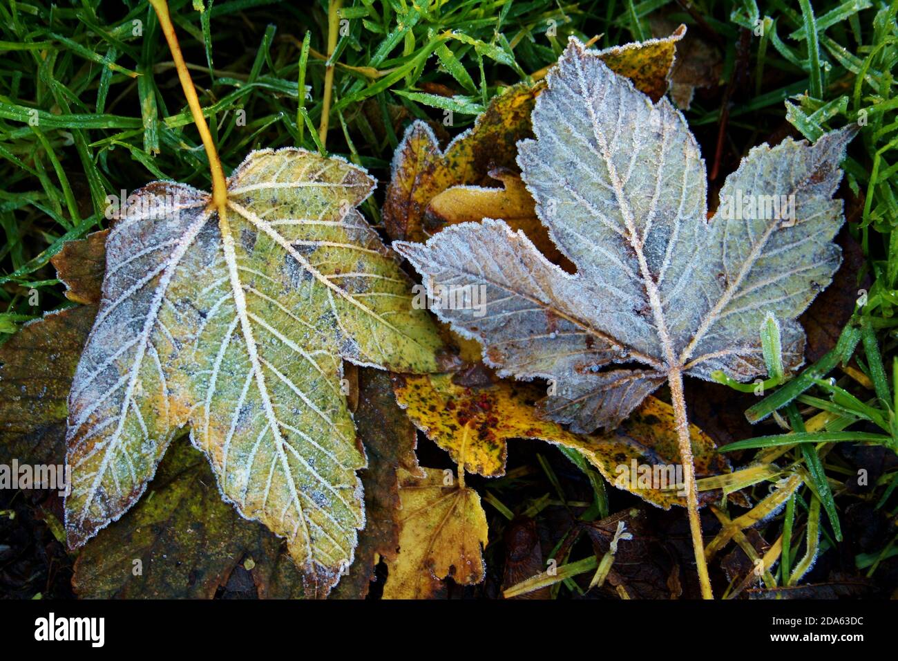 Frost leaves maple leaf hi-res stock photography and images - Alamy