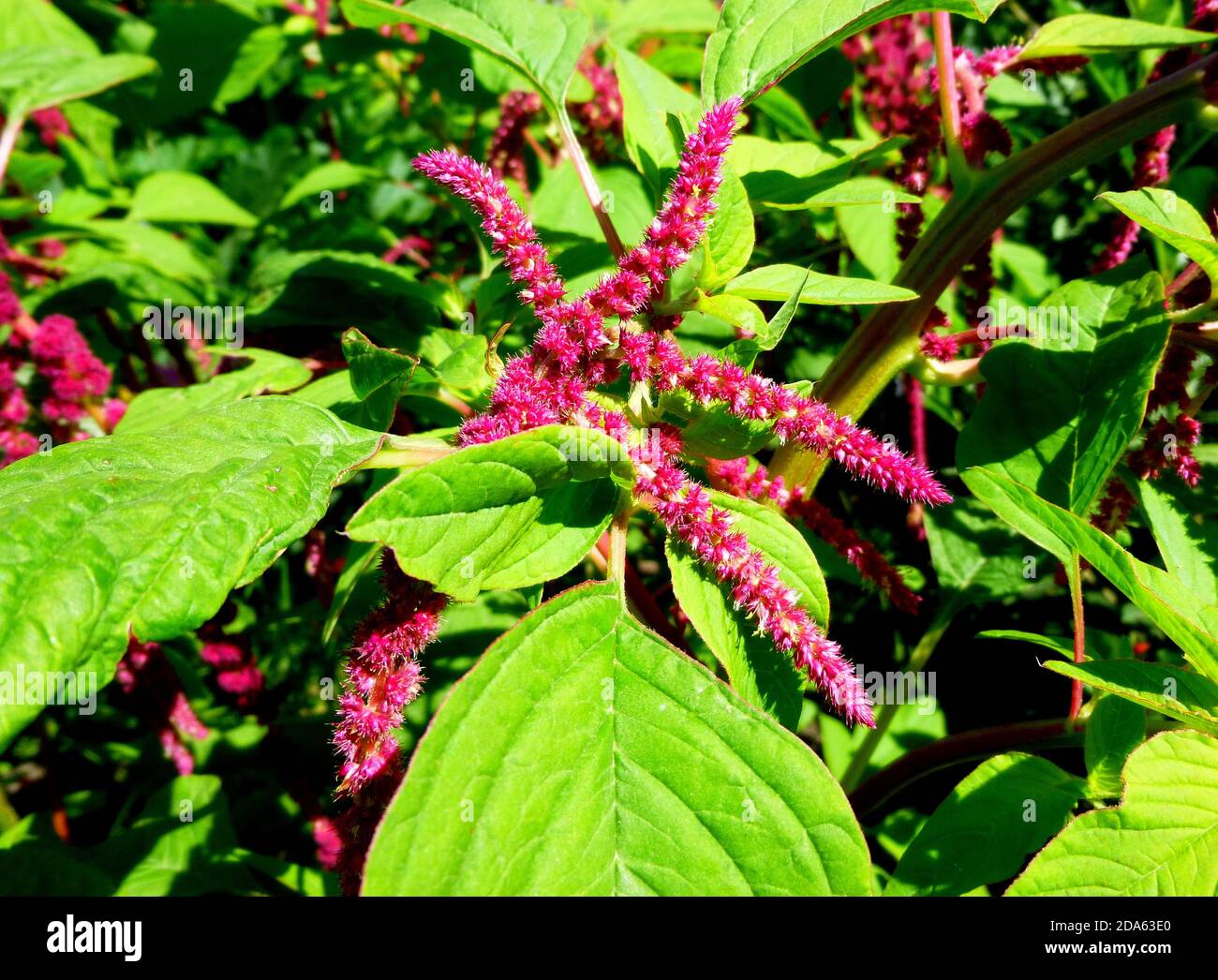 Flowering amaranth plant in the Siberian garden Stock Photo - Alamy