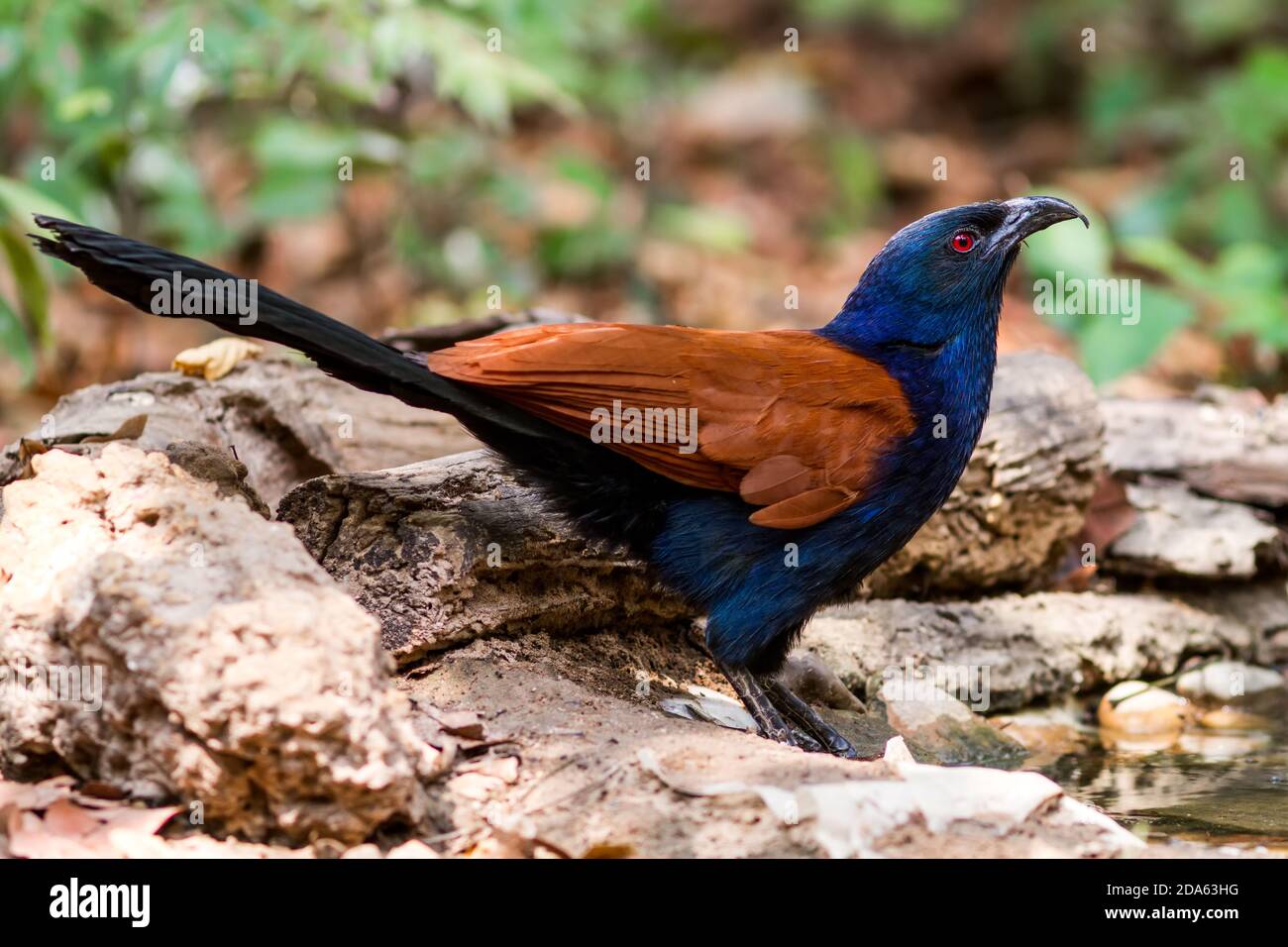 Crow pheasant hi-res stock photography and images - Alamy