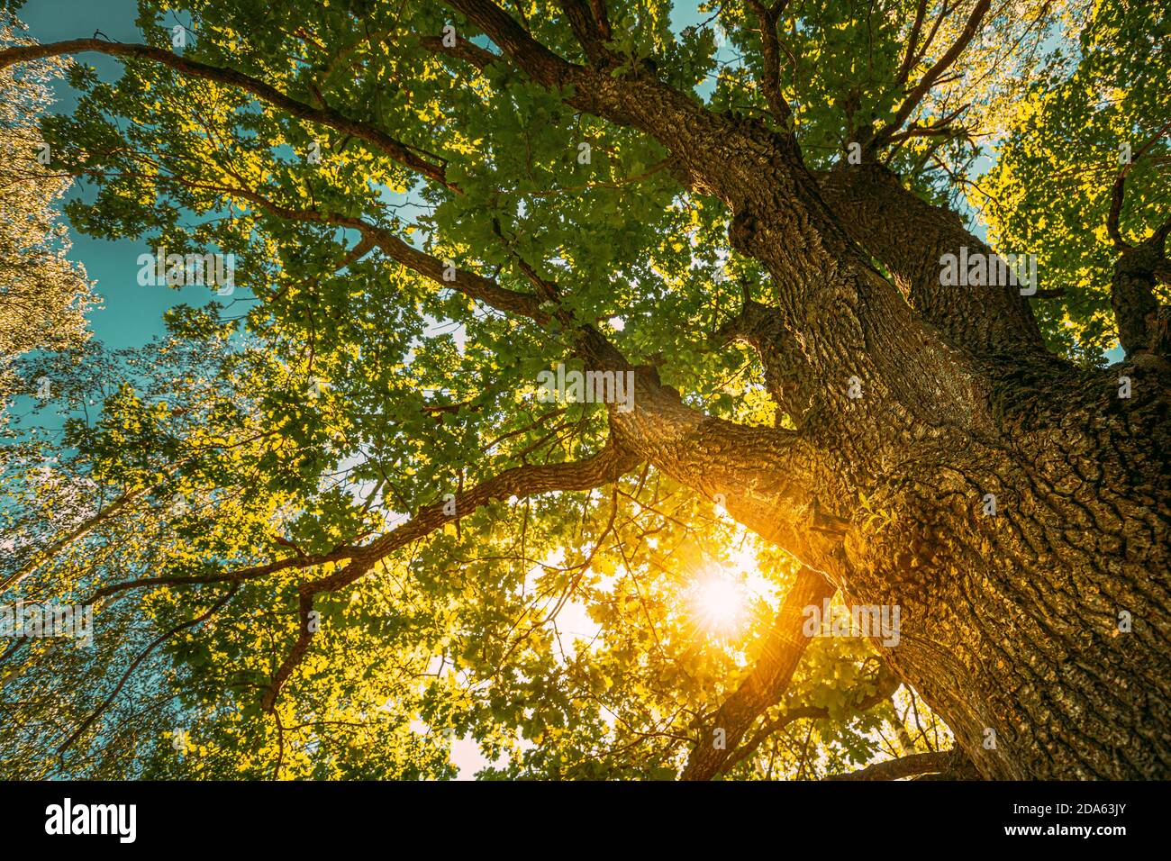 Sunset Sunrise Sun Shining Through Oak Tree Branches In Sunny Summer ...