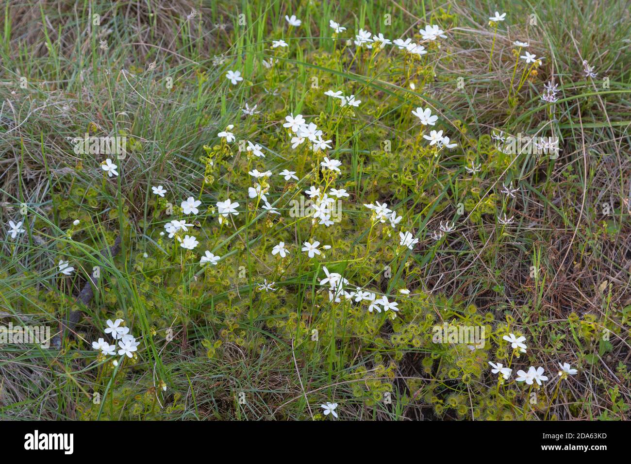 Flowering Drosera rupicola northeast of Wave Rock, Western Australia ...