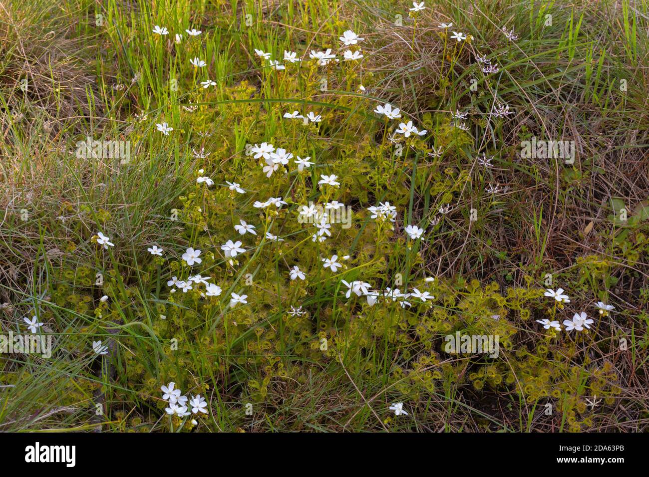 Flowering Drosera rupicola northeast of Wave Rock, Western Australia ...