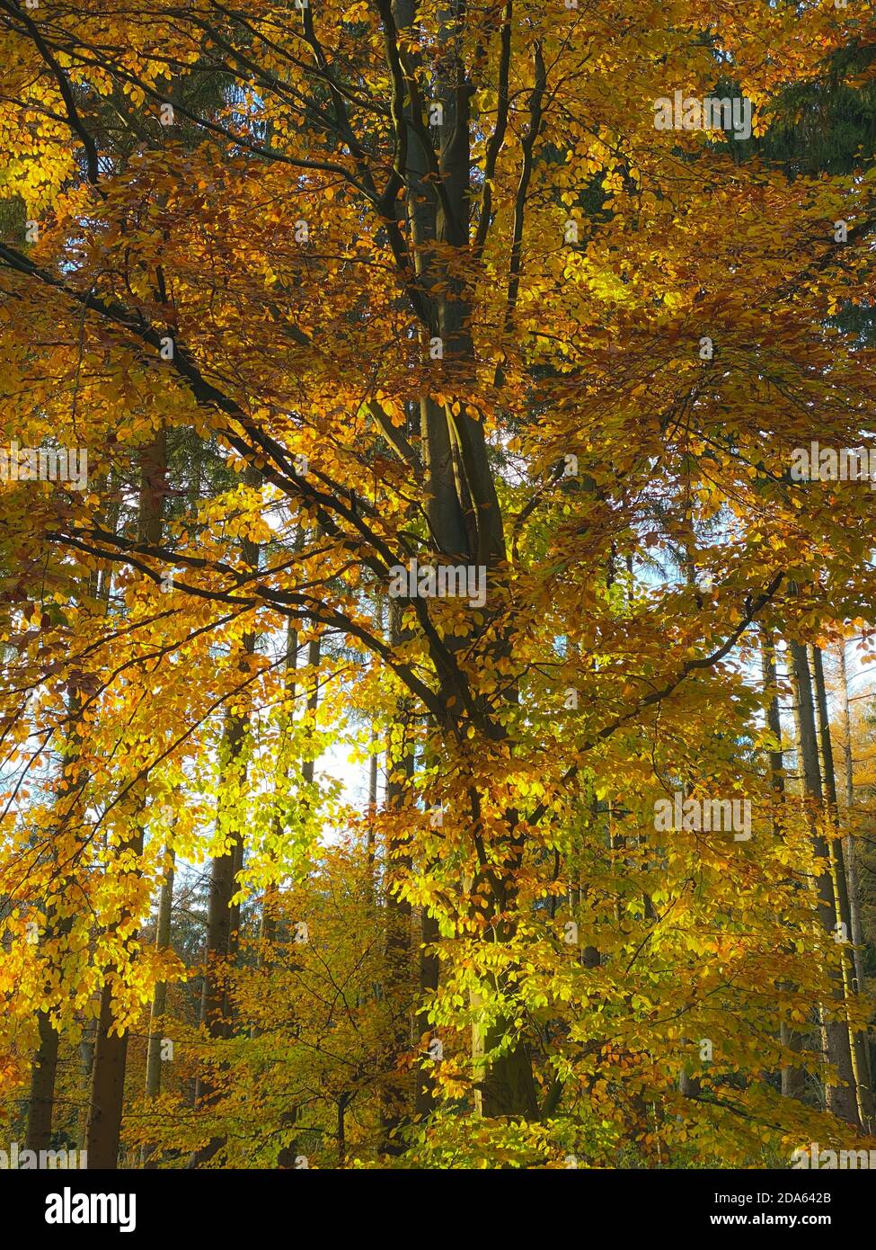 Golden Elm Tree High Resolution Stock Photography and Images - Alamy