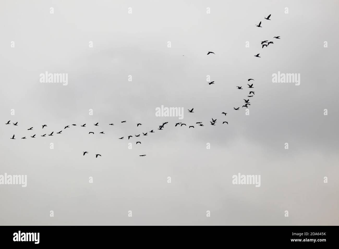 Waterfowl Migration Route High Resolution Stock Photography and Images ...