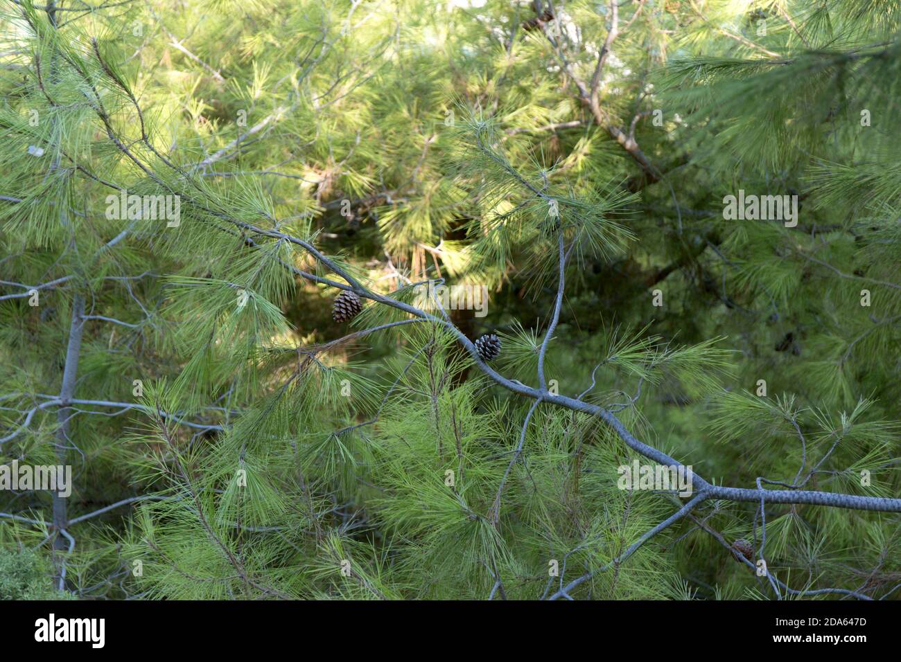 Pond pine. Pinus serotina. Coniferous close up background Stock Photo ...