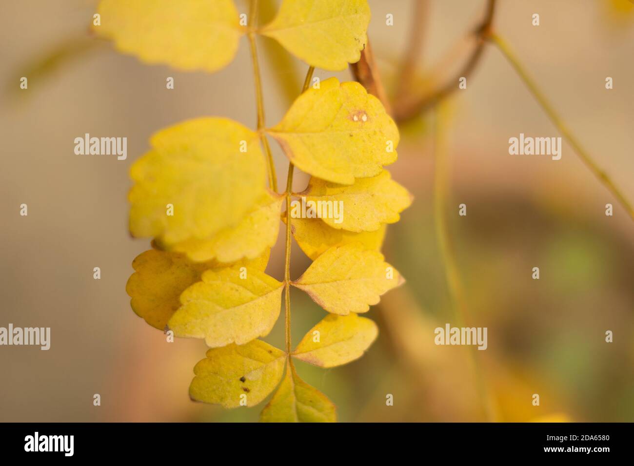 Autumn leaves on the sun. Fall blurred background Stock Photo - Alamy