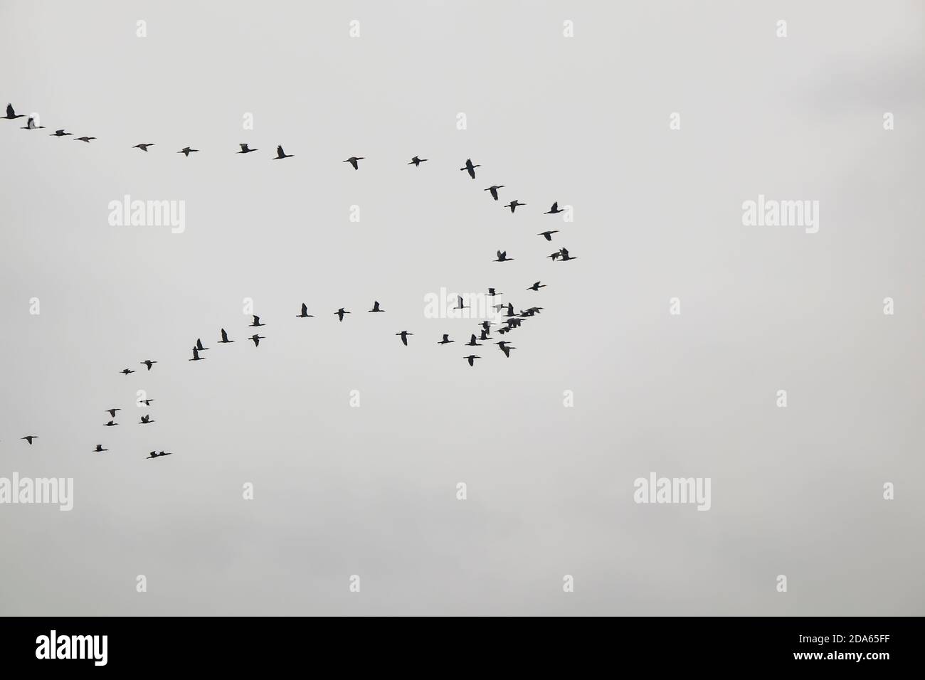 Migratory Bird Route High Resolution Stock Photography and Images - Alamy