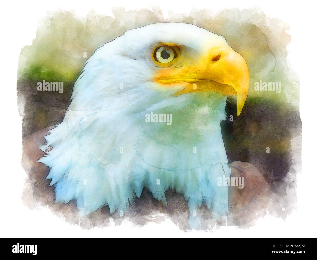 American bald eagle Cut Out Stock Images & Pictures - Alamy