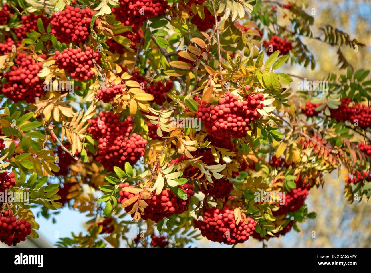 Spriggy hi-res stock photography and images - Alamy