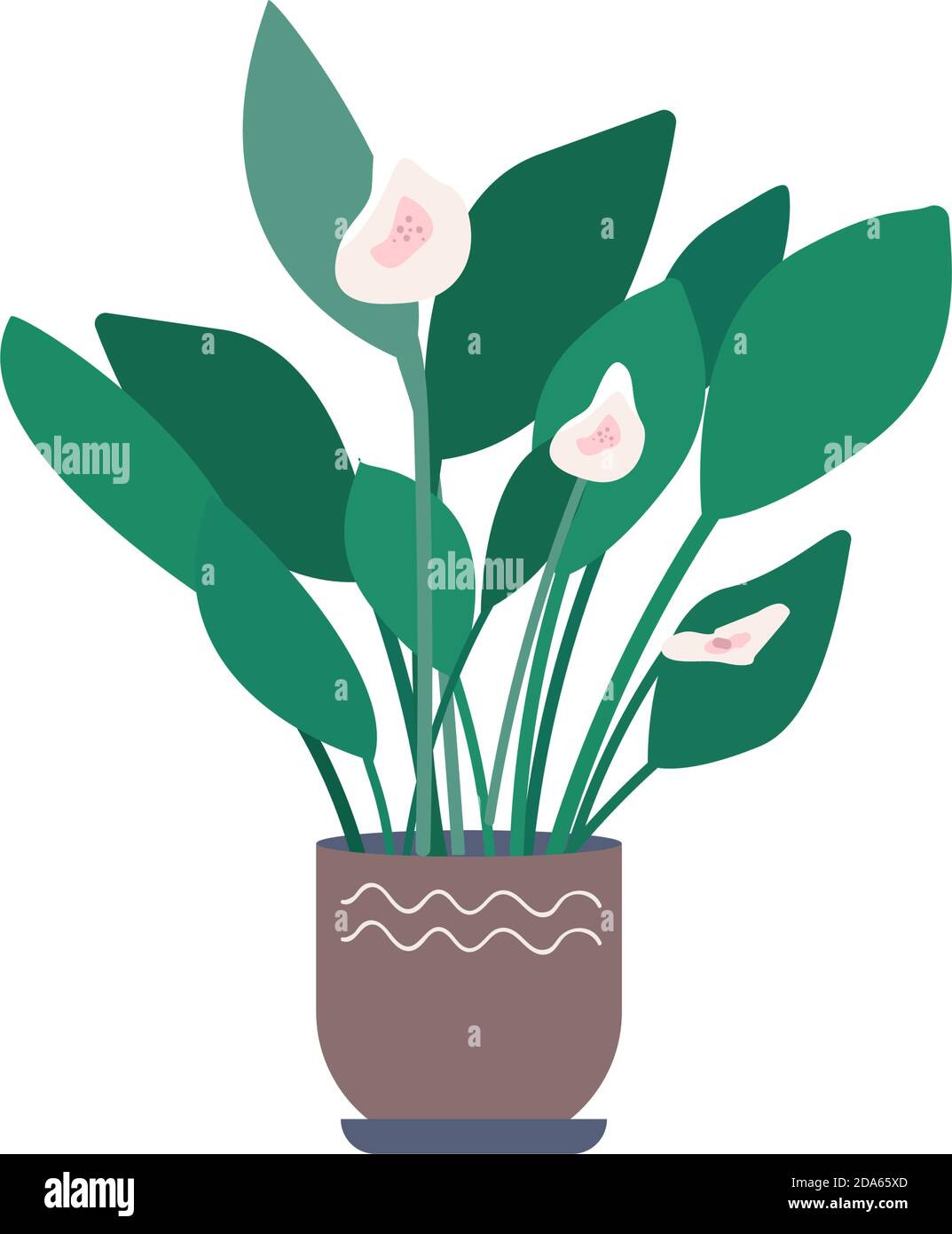 Calla cartoon vector illustration Stock Vector Image & Art - Alamy