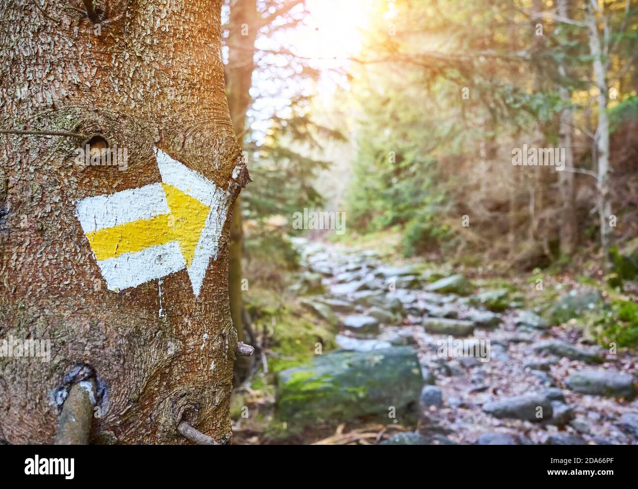 Hiking trail marker on a tree in mountain forest, selective focus ...