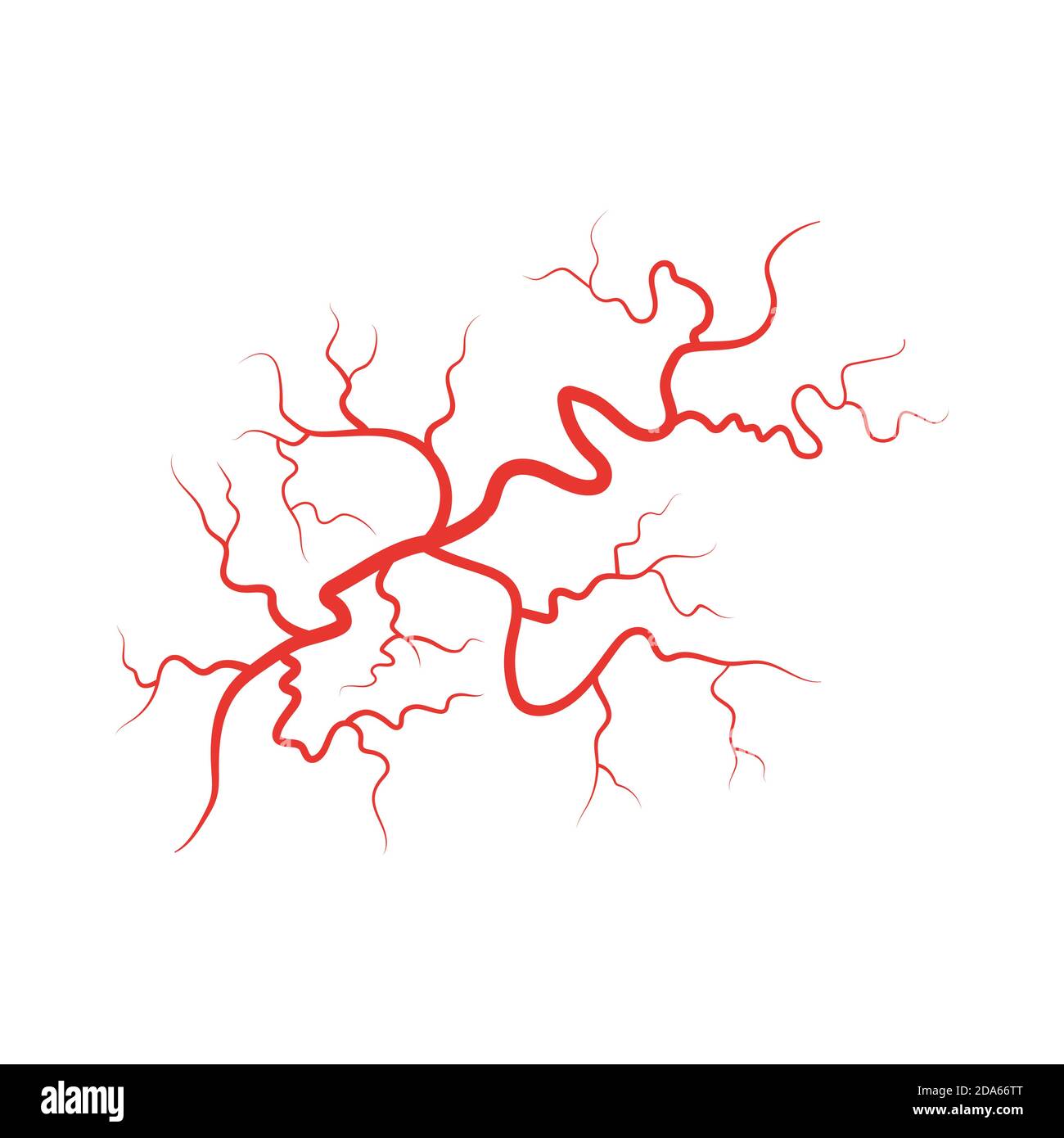 Vascular veins Stock Vector Images - Alamy