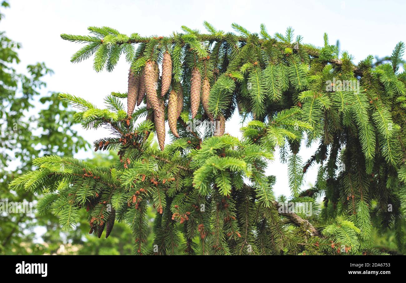 Beautiful large oblong cones on a coniferous taiga tree. Wild nature ...