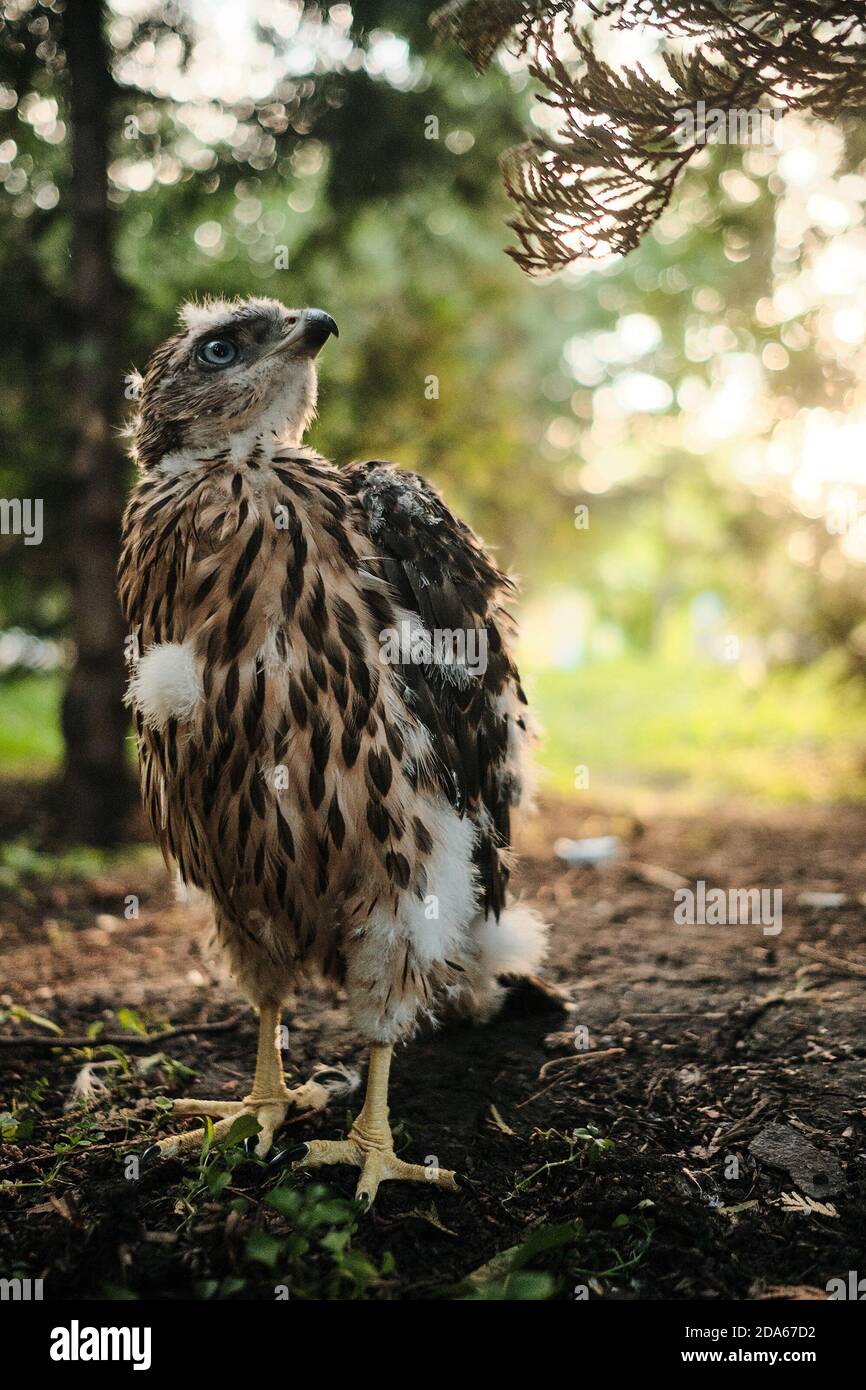 Northern hawk goshawk chick in nest - Accipiter gentilis Stock Photo ...