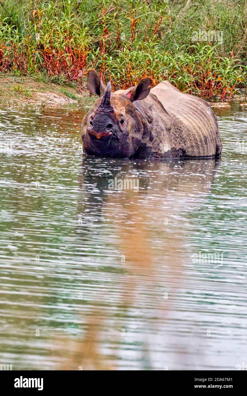 Greater One-horned Rhinoceros, Indian Rhinoceros, Asian Rhino ...