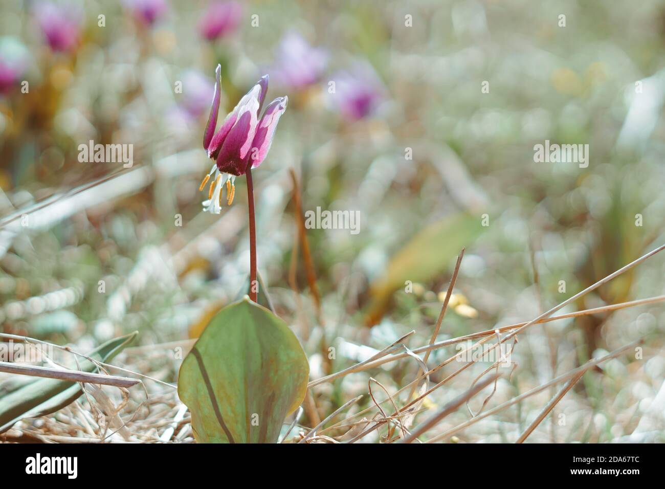 the first flowers bloom in spring Stock Photo - Alamy