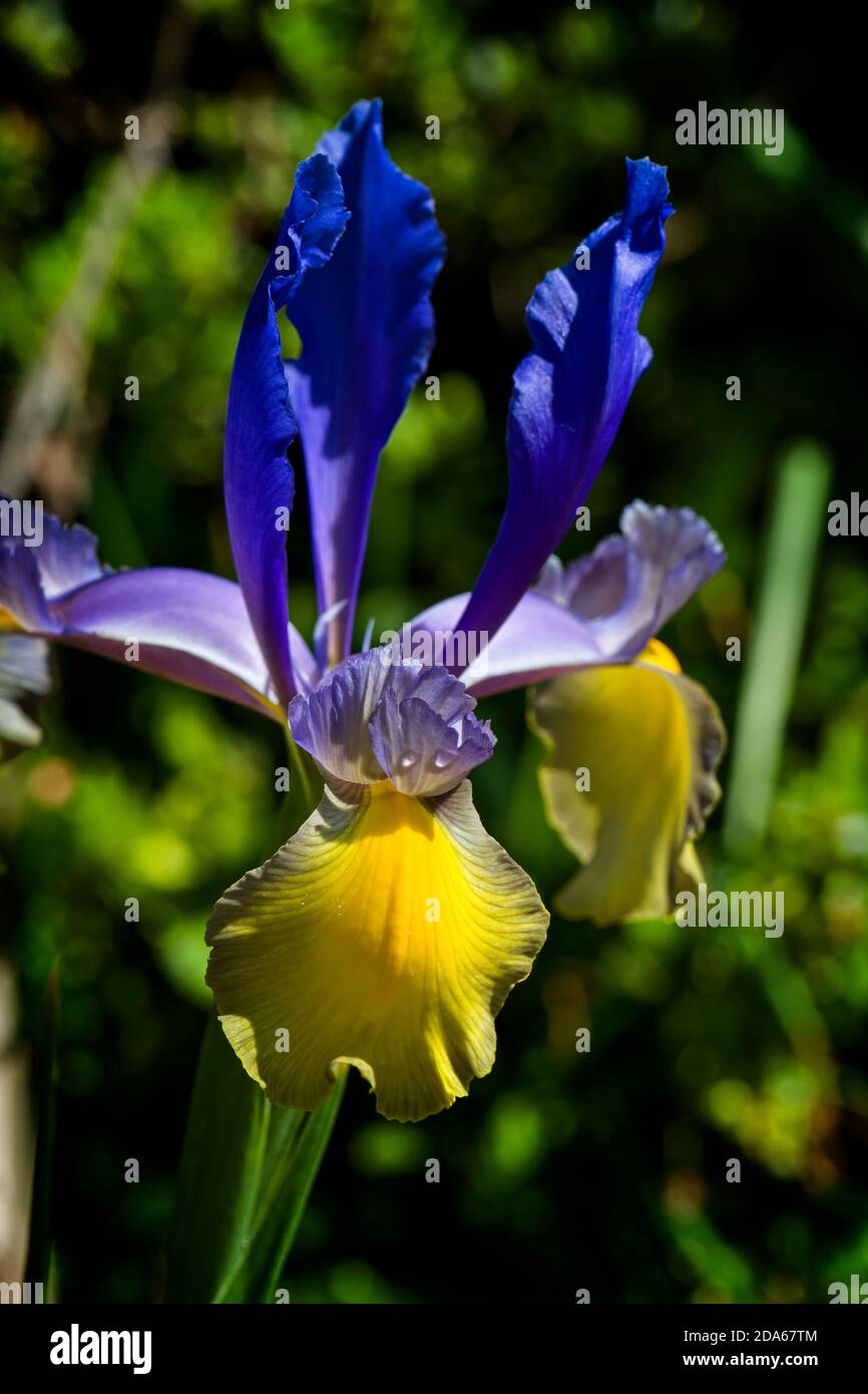 Portrait format yellow iris hi-res stock photography and images - Alamy