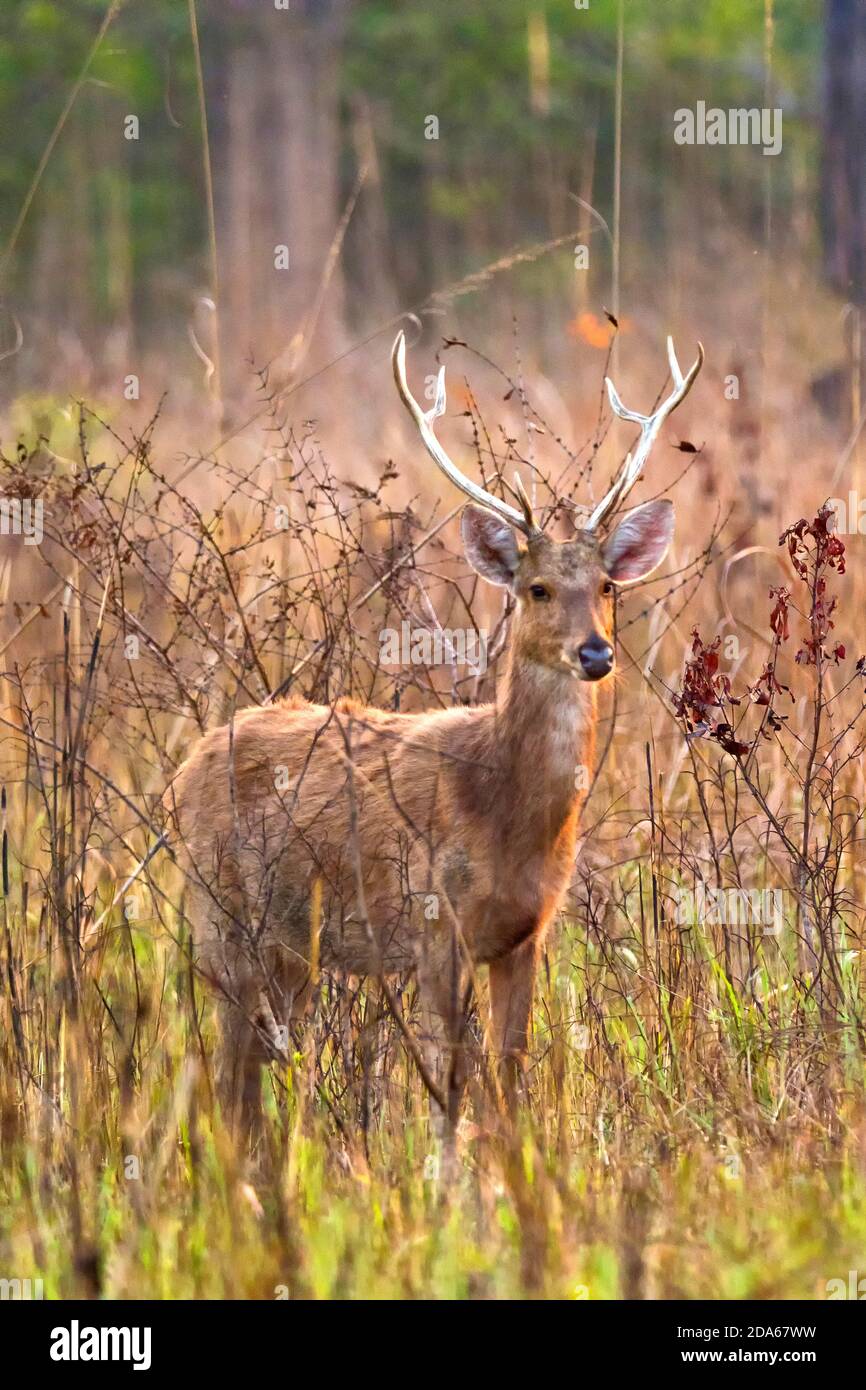 Barasingha hi-res stock photography and images - Alamy