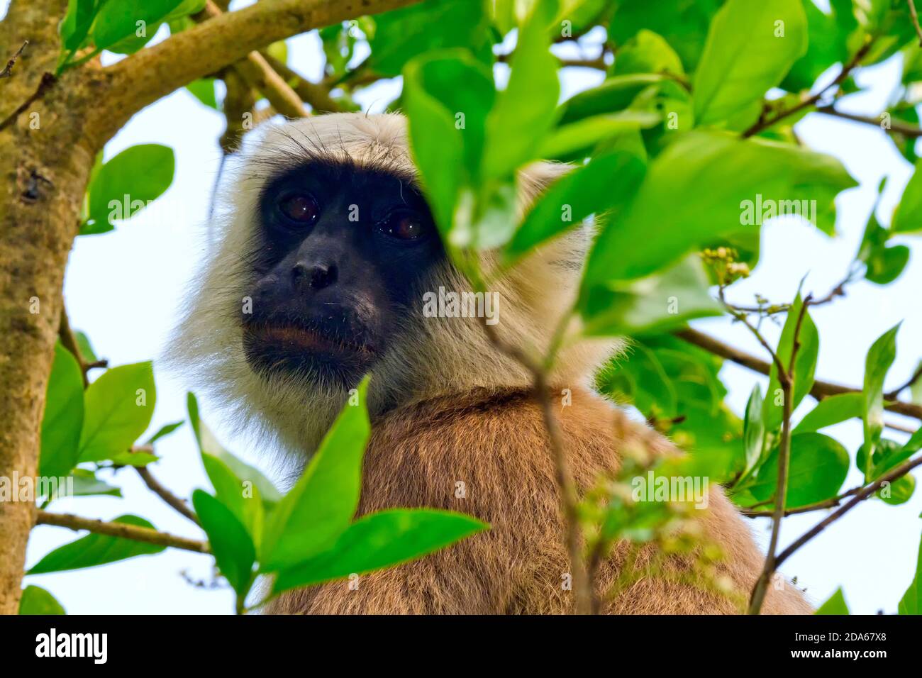 Tarai Gray Langur, Semnopithecus hector, Cercopithecidae, Royal Bardia ...