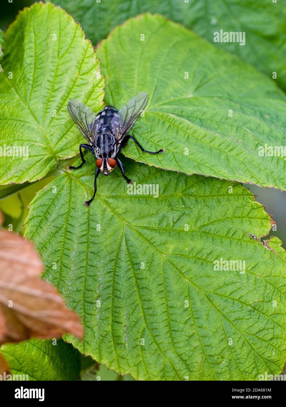 Fruit fly on raspberry plant leaf Stock Photo - Alamy