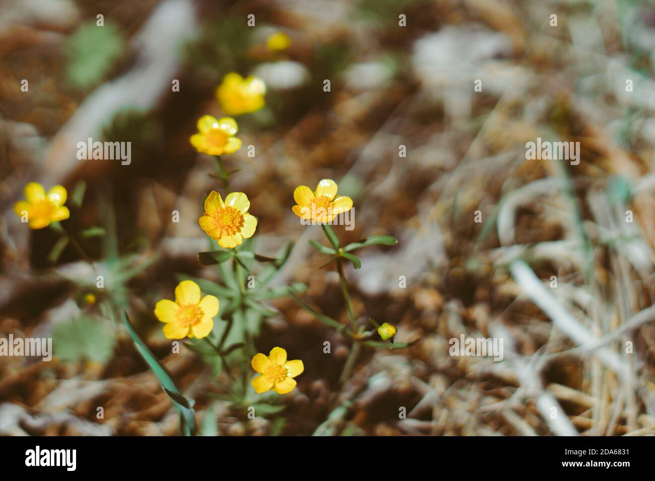 the first flowers bloom in spring Stock Photo - Alamy