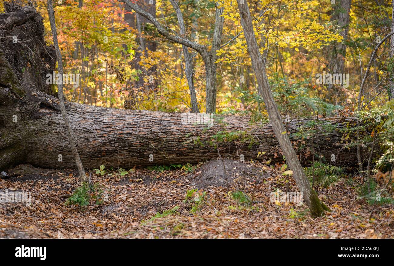 Broken trees and broken branches after a storm wind in the autumn ...