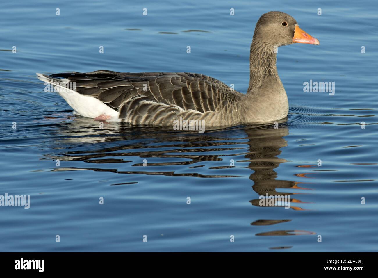 Thought to be the ancestral domestic Goose, local populations are ...