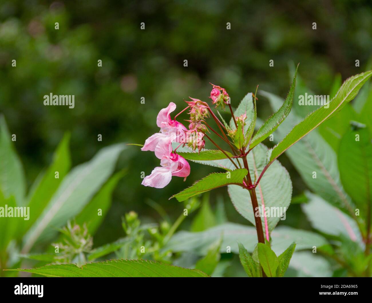 Pink flower heads hi-res stock photography and images - Alamy