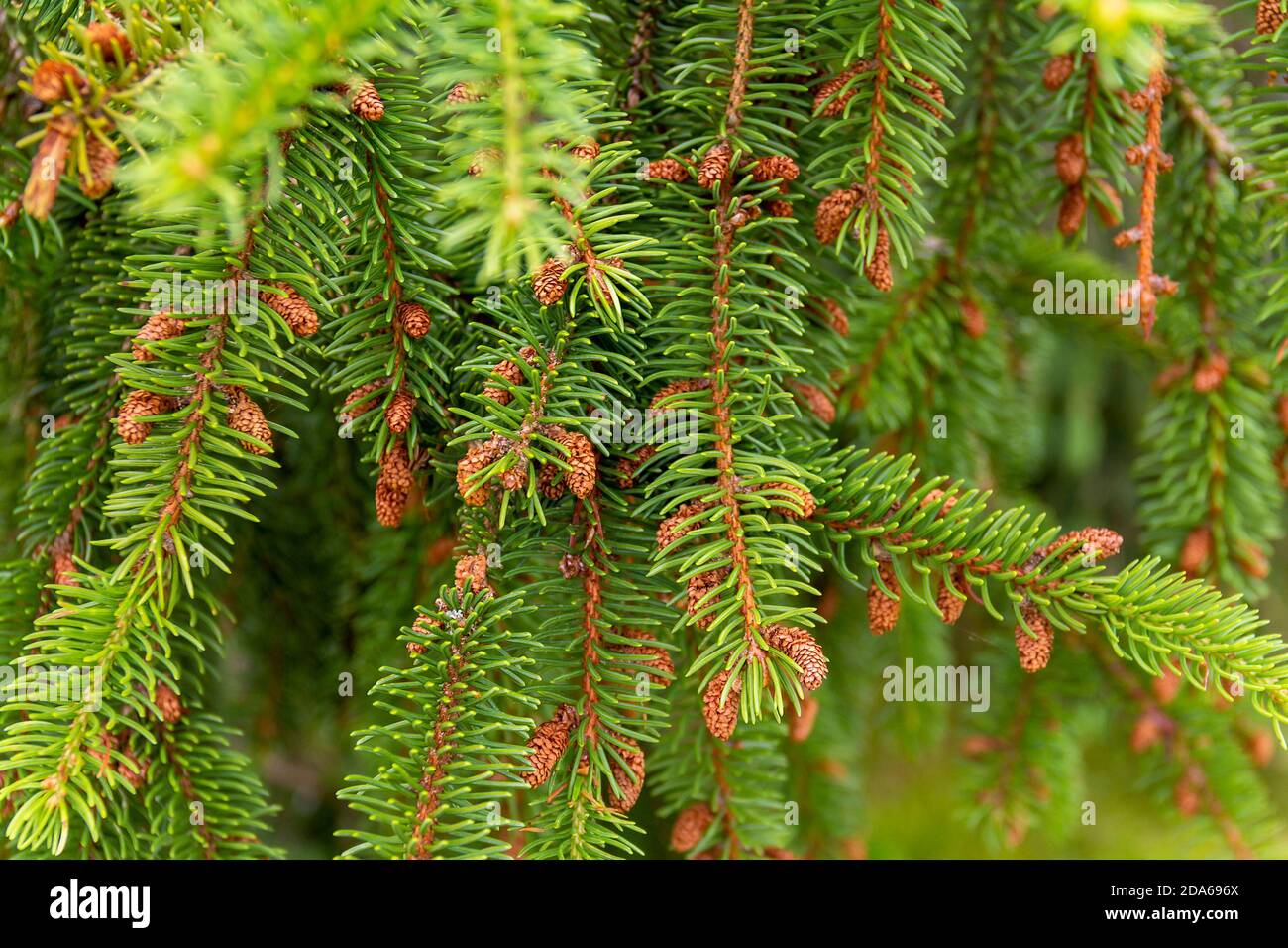 Spruce sprouts hi-res stock photography and images - Alamy