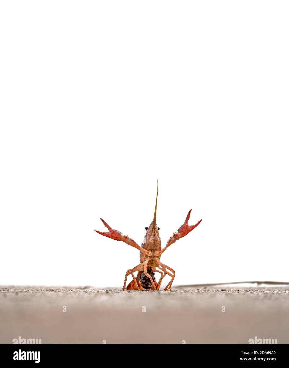 Crayfish with bunch of eggs defending position Stock Photo - Alamy