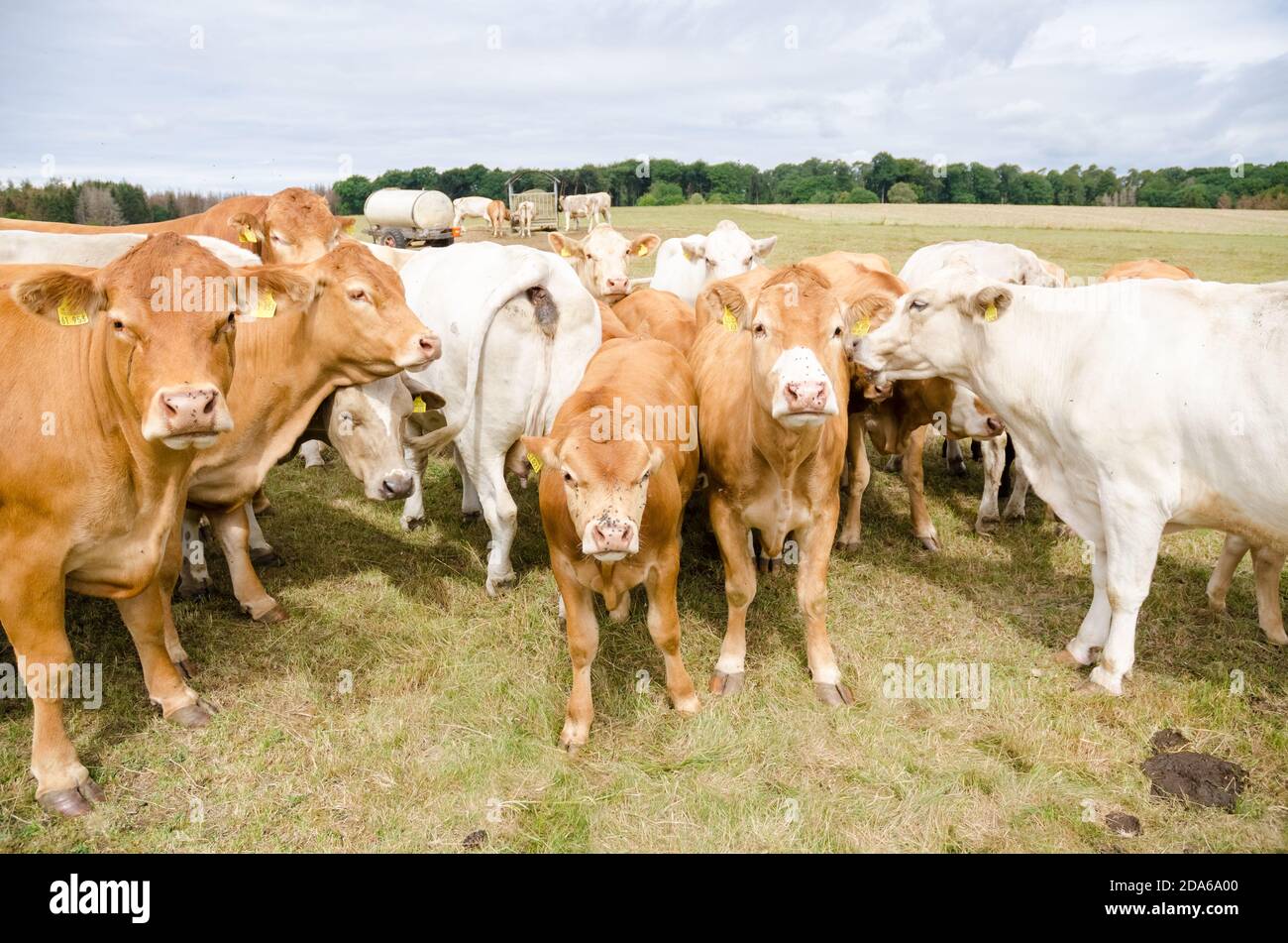 Curious, inquisitive young limousin cattle livestock herd on a pasture ...