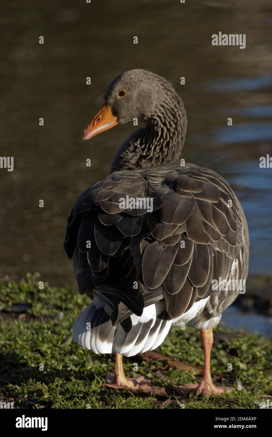 Thought to be the ancestor of the domestic Goose, local populations are ...