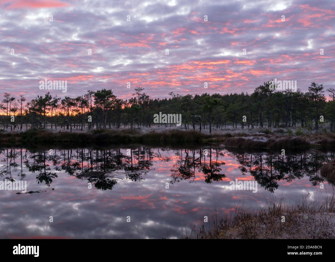 colorful sunrise over bog, dark bog tree silhouettes, gorgeous sky ...