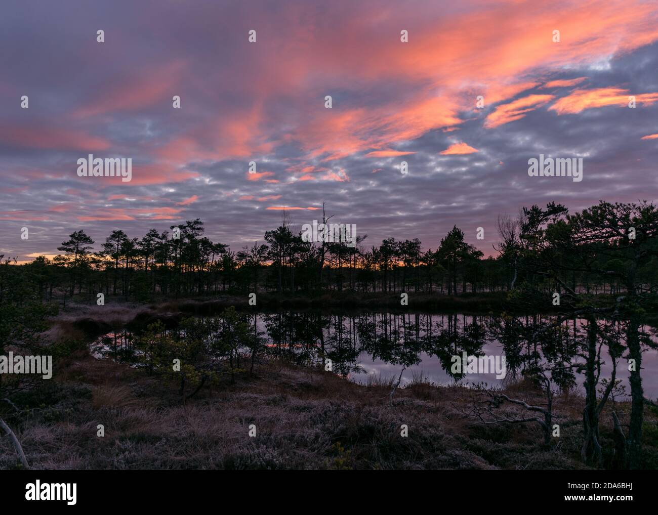 colorful sunrise over bog, dark bog tree silhouettes, gorgeous sky ...