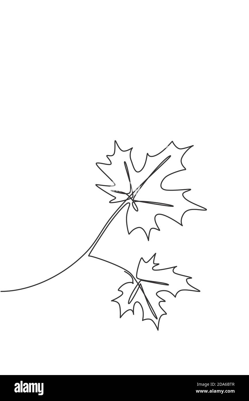 Single continuous line drawing spring maple leaf. Botany style concept ...