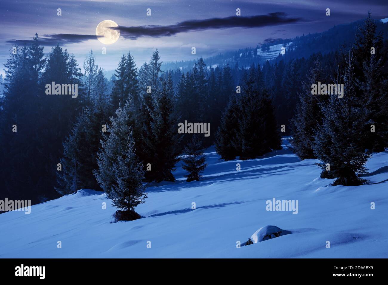 Black Spruce Forest High Resolution Stock Photography and Images - Alamy