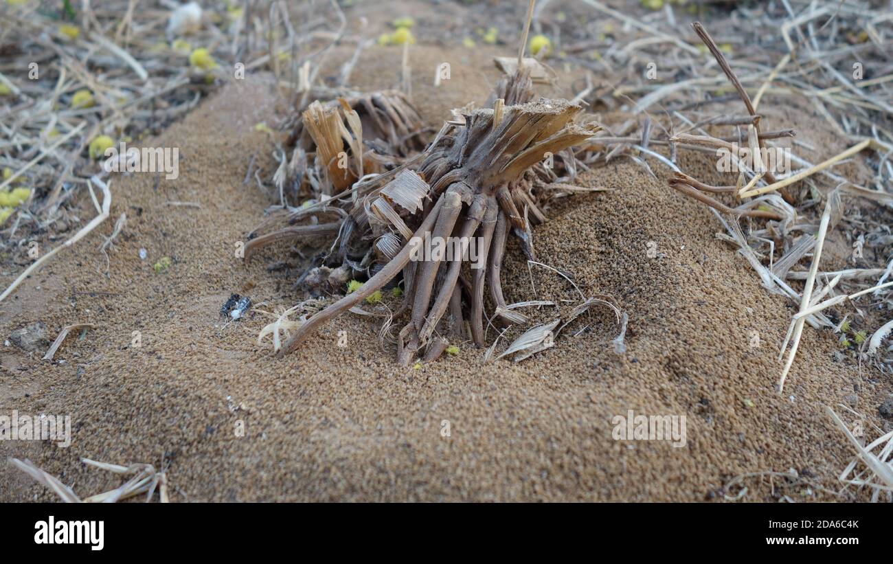 Dry roots of millet or sorghum crop. Aerial roots above from ground ...