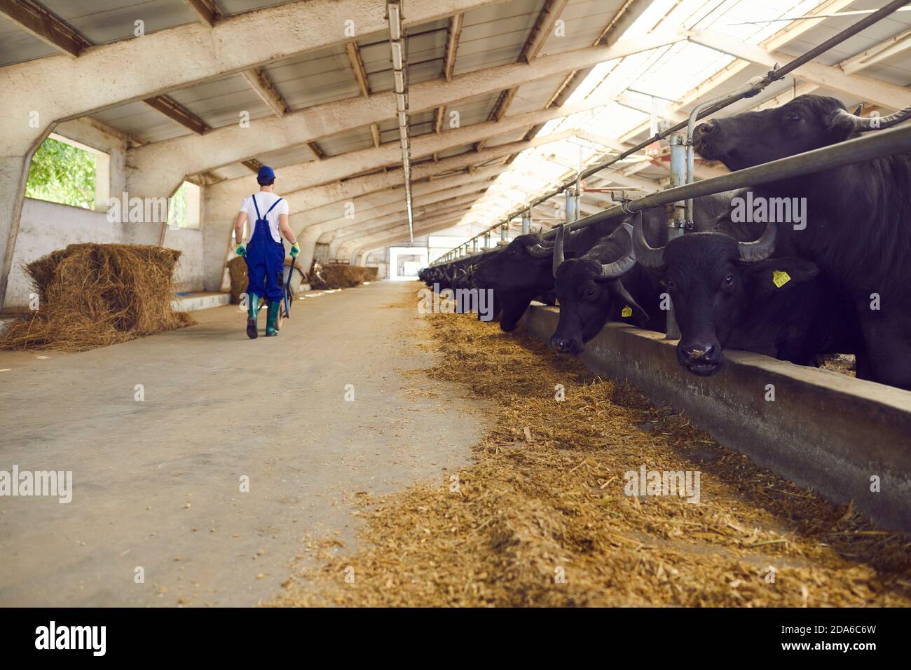 Barn with row of stables with feeding black cows or buffaloes and farm ...