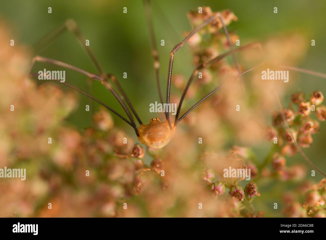 Common Harvestman on astilbe Stock Photo - Alamy