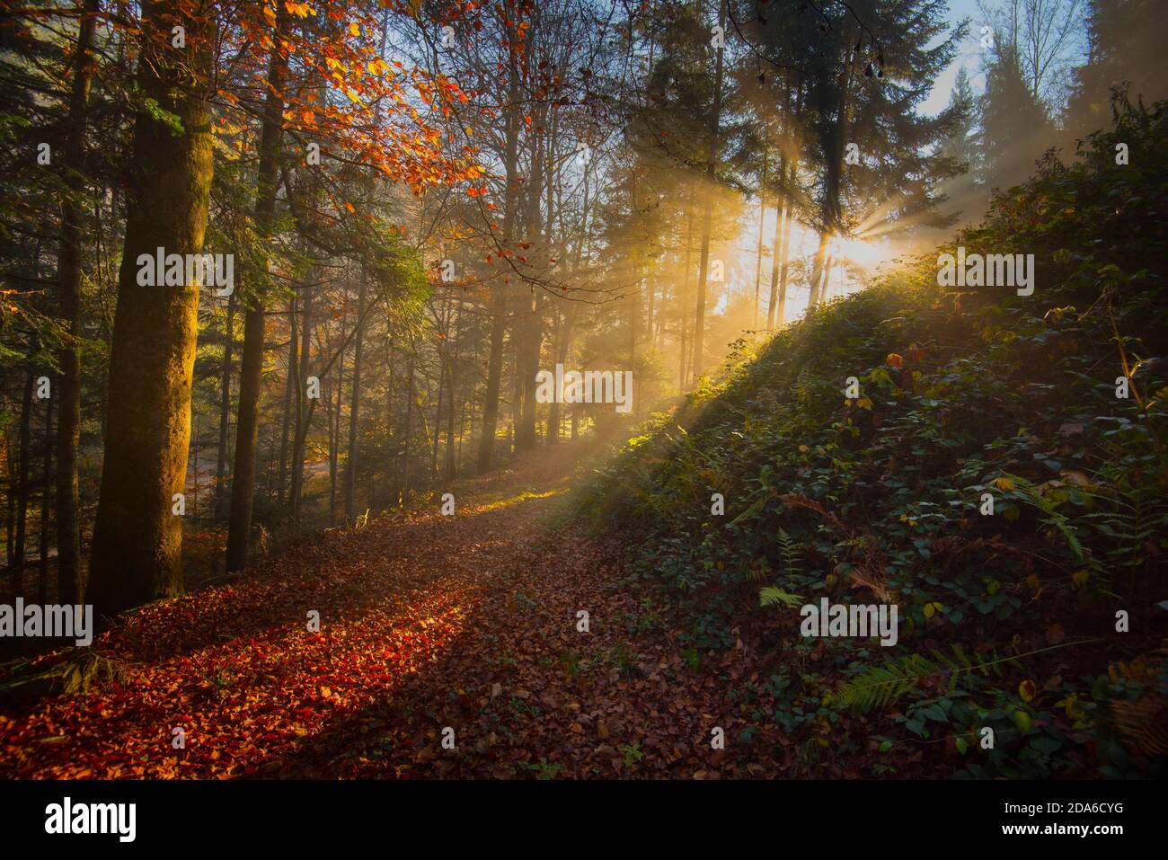 mystical november forest in the Kaiserstuhl area in germany Stock Photo ...